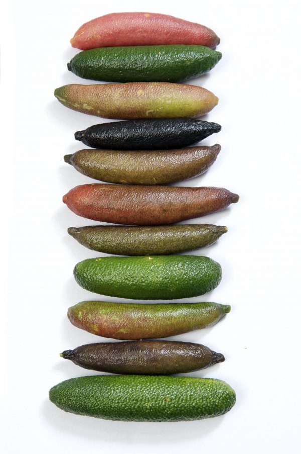 fingerlime-varieties – Fingerlime Caviar
