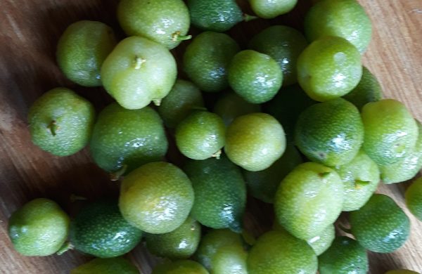 outback-lime – Fingerlime Caviar